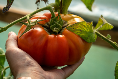 The Community Farm - Organic Veg Box Delivery Bristol Bath Weston-Super ...